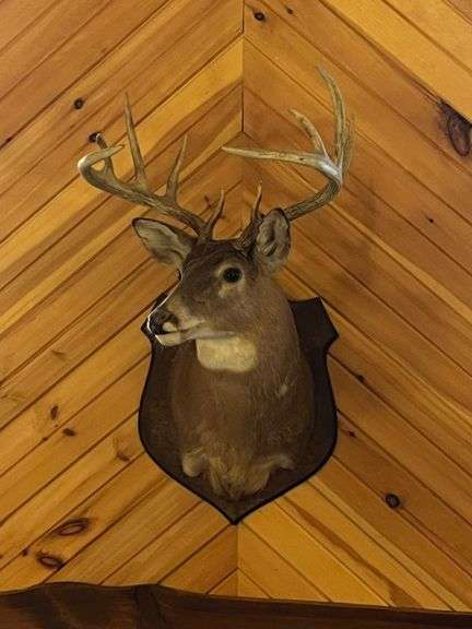 10 Point Deer Mount - Kaufman Realty & Auctions