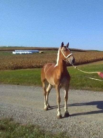 MASTER’S GOLDIE / Yearling Belgian Filly - Kaufman Realty & Auctions