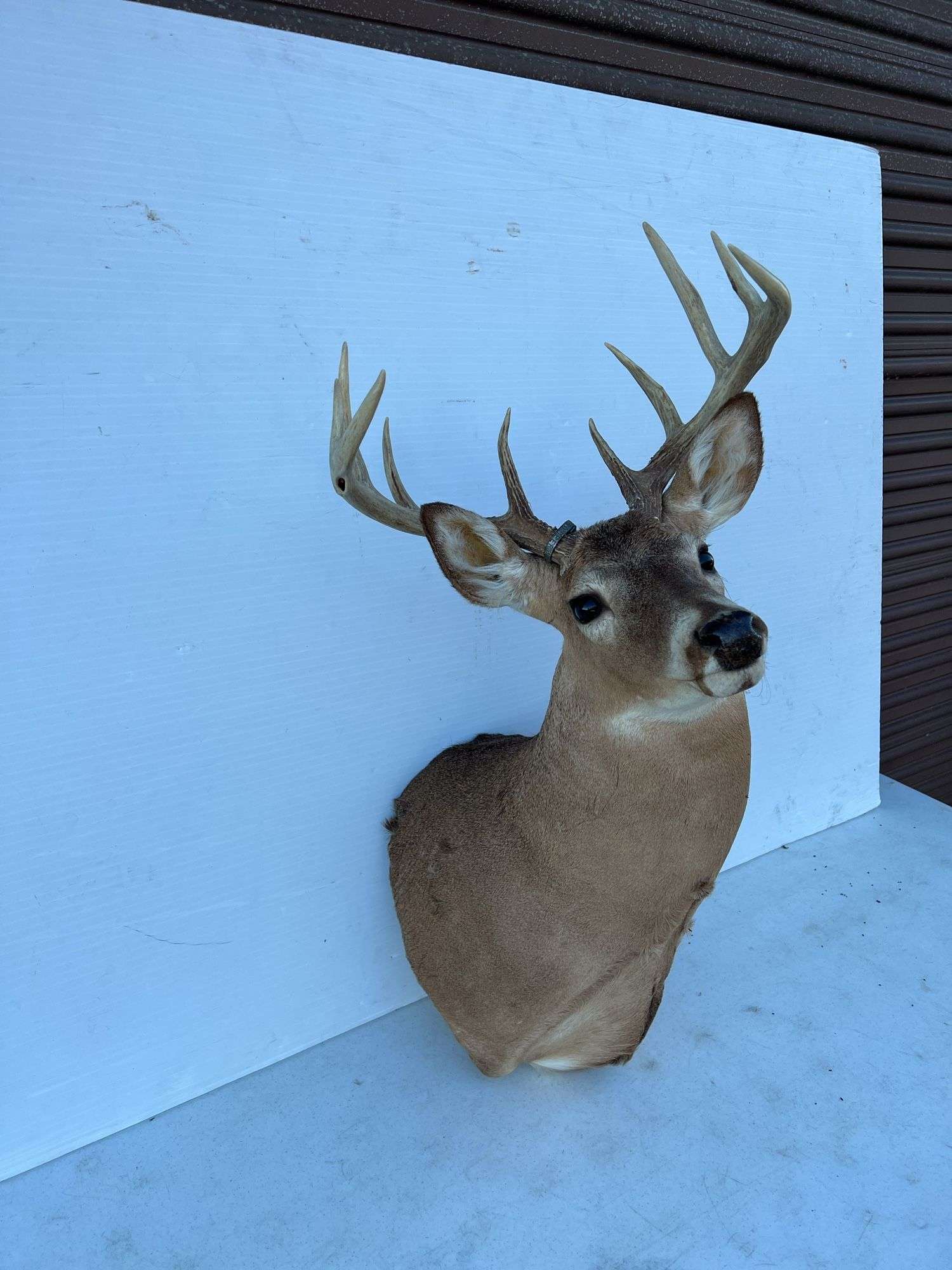 10 pt deer shoulder mount - Kaufman Realty & Auctions