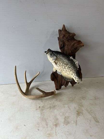 Fish mount & antlers - Kaufman Realty & Auctions