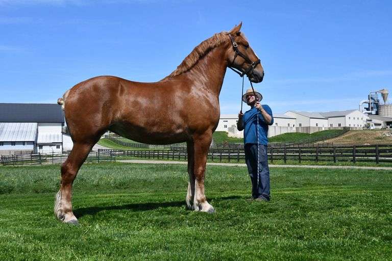 RED BARN CAROL (Buckeye Stomp)/ 4yr Belgian Mare - Kaufman Realty ...