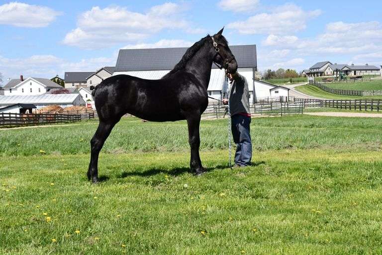 LAKES DYNASTY GRAND SLAM RAVEN/ yearling Percheron Mare - Kaufman ...