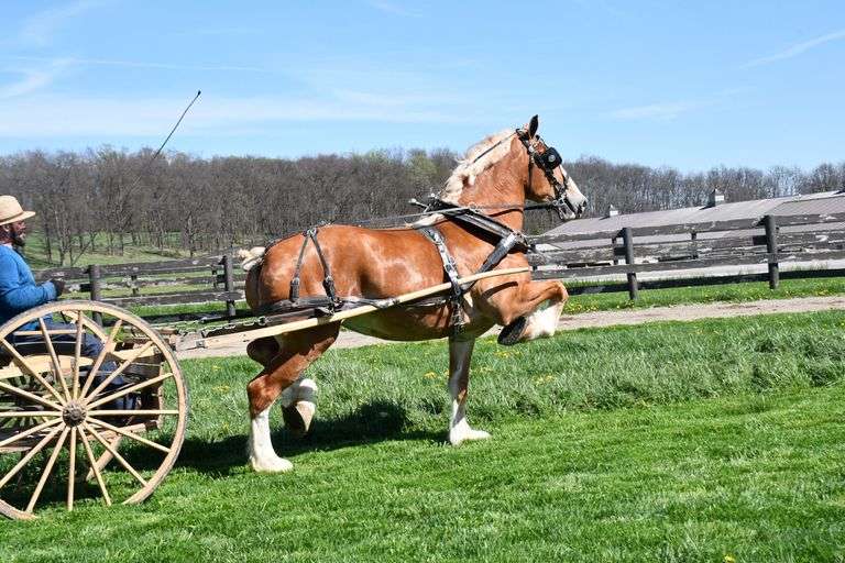 Y POINT JULES ABBY (Buckeye Stomp)/ 4yr Belgian Mare - Kaufman Realty ...