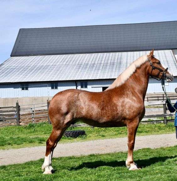 PRECISION ACRES FIONA (Buckeye Stomp)/ 5yr Belgian Mare - Kaufman ...