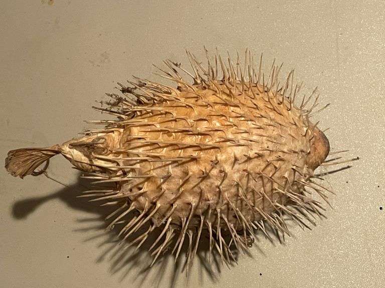 REAL (PRESERVED) PUFFER FISH - Kaufman Realty & Auctions