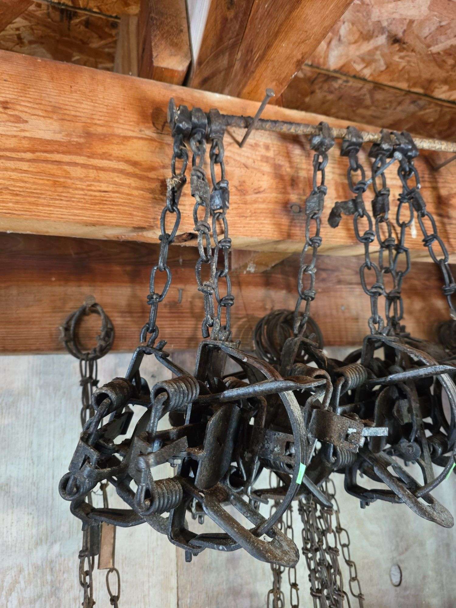 10 Victor Steel Traps - Kaufman Realty & Auctions