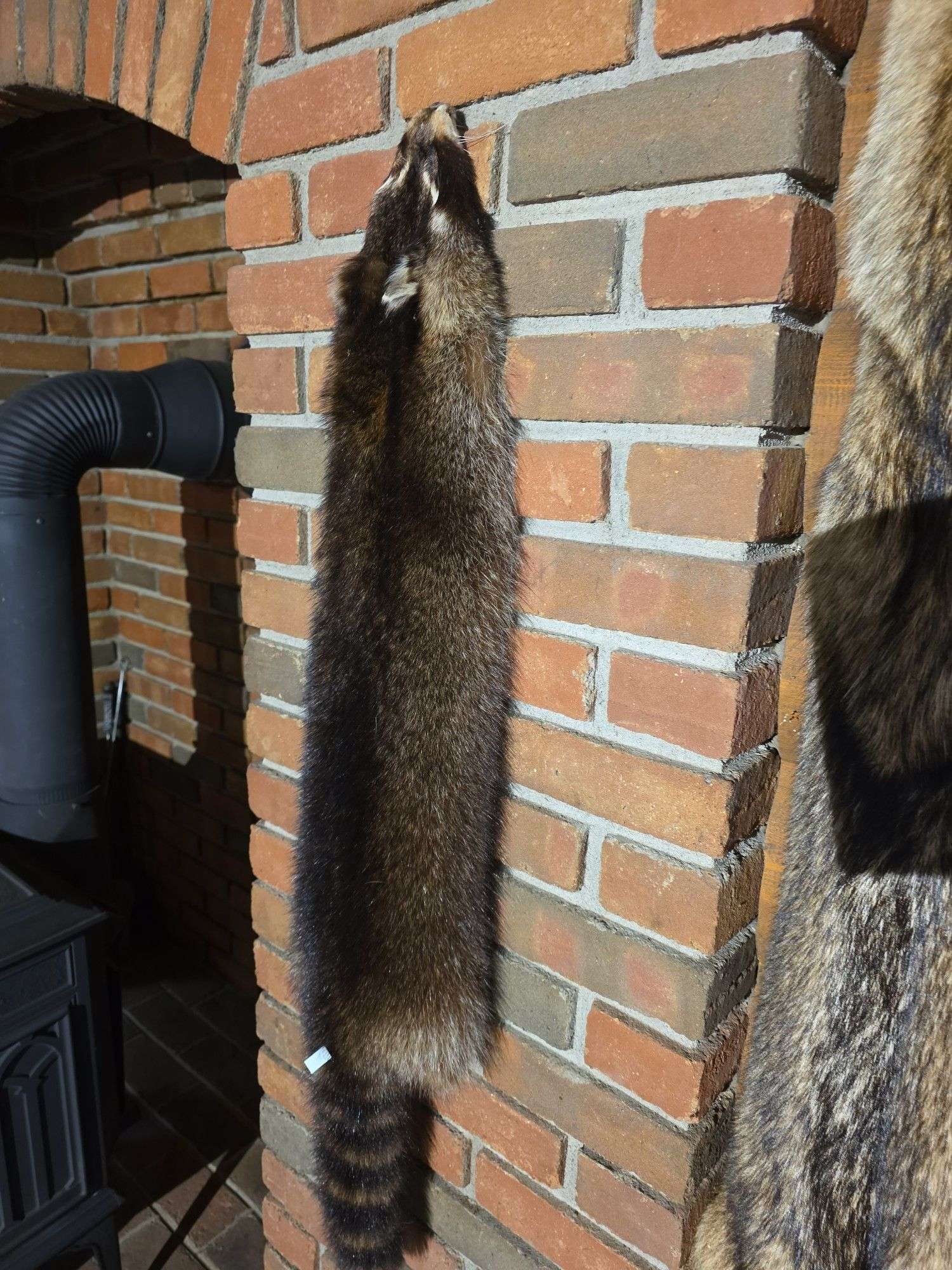 Coon skin & Coyote Skin - Kaufman Realty & Auctions