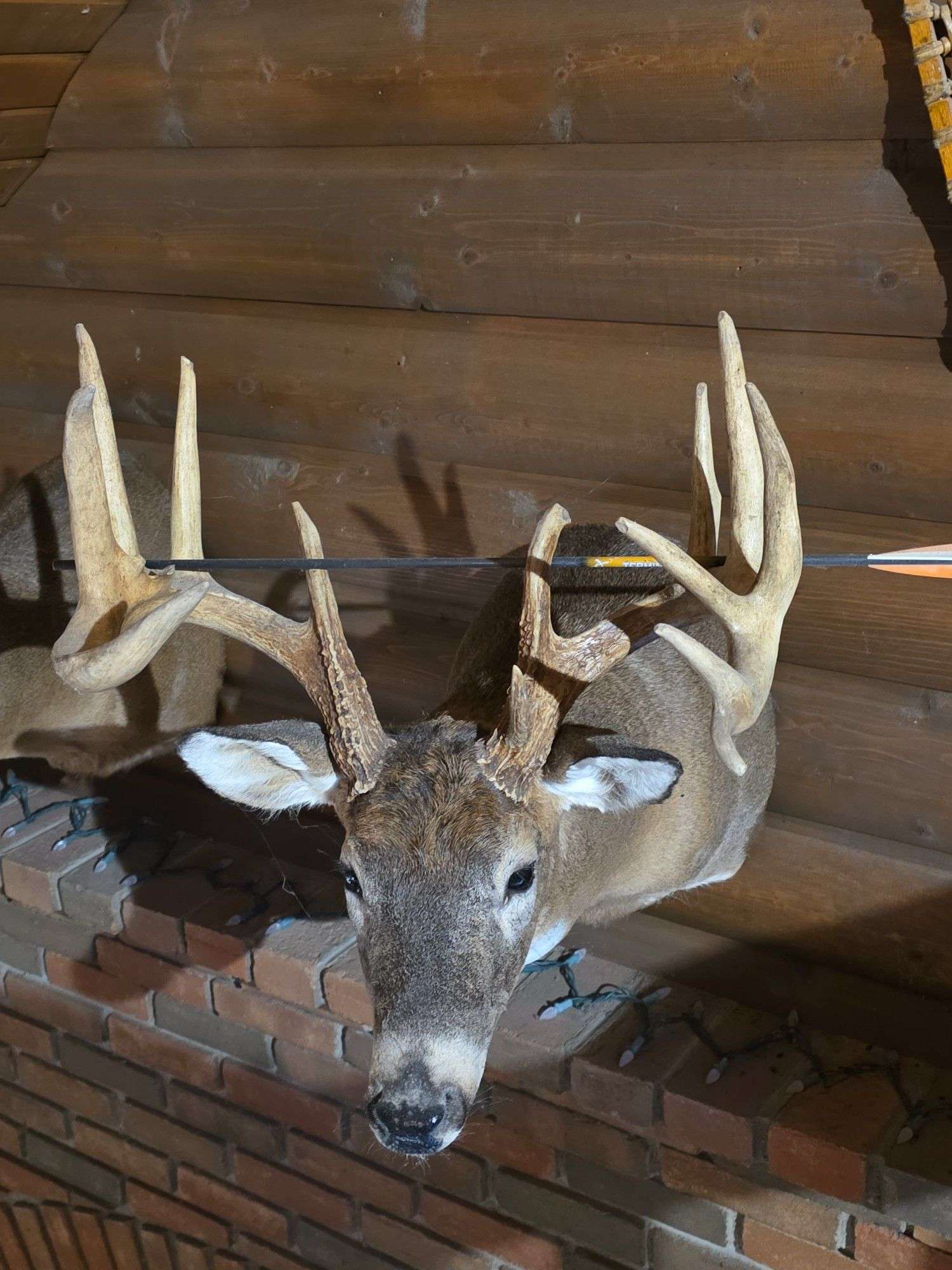 Whitetail shoulder mount - Kaufman Realty & Auctions