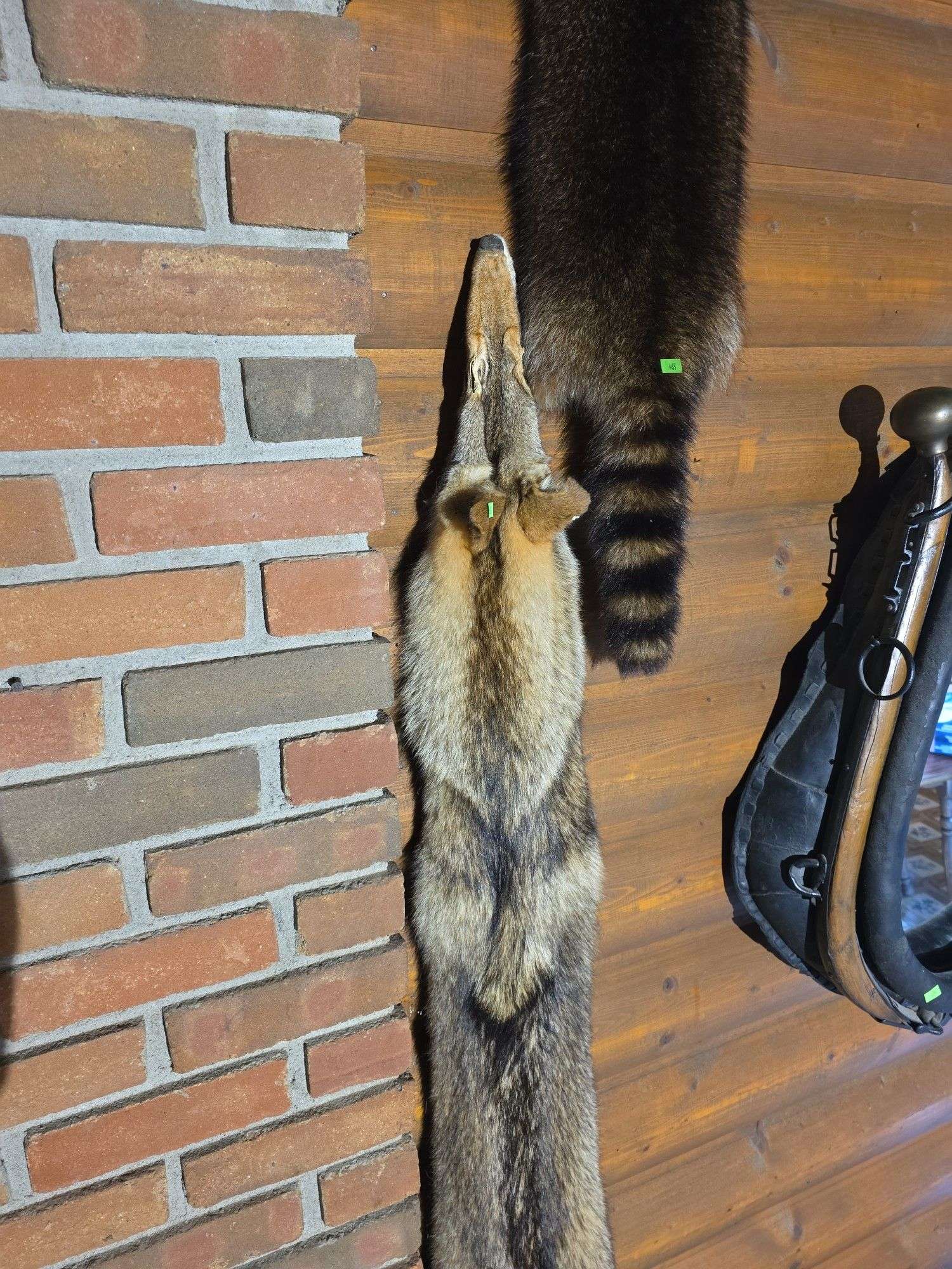 Coon skin & Coyote Skin - Kaufman Realty & Auctions