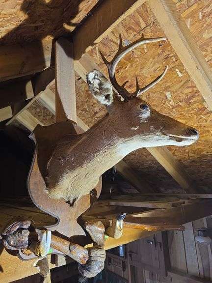 Rough whitetail mount & unique walking stick - Kaufman Realty & Auctions