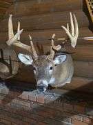 Whitetail shoulder mount - Kaufman Realty & Auctions