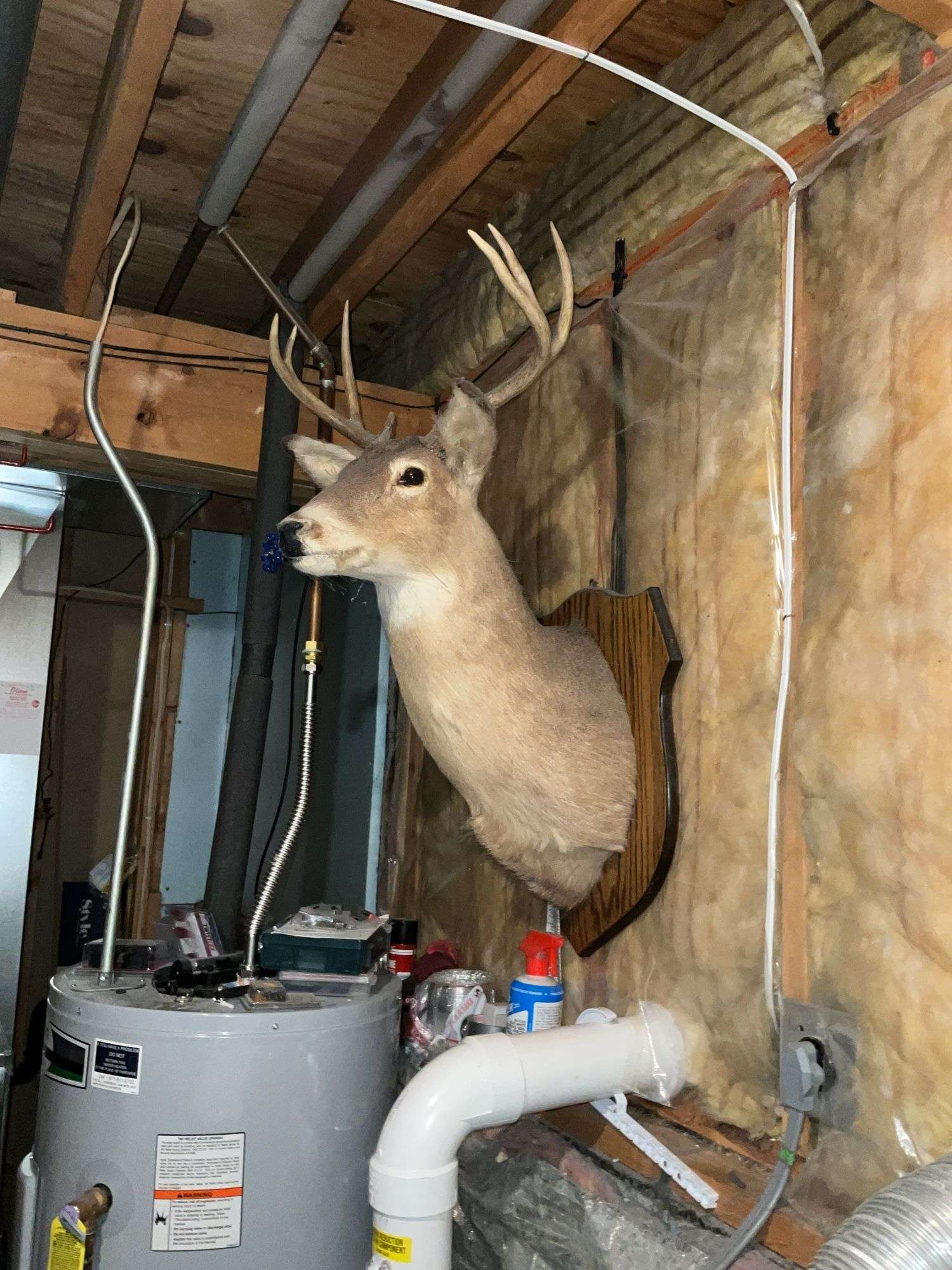 Eight point shoulder mount buck - Kaufman Realty & Auctions