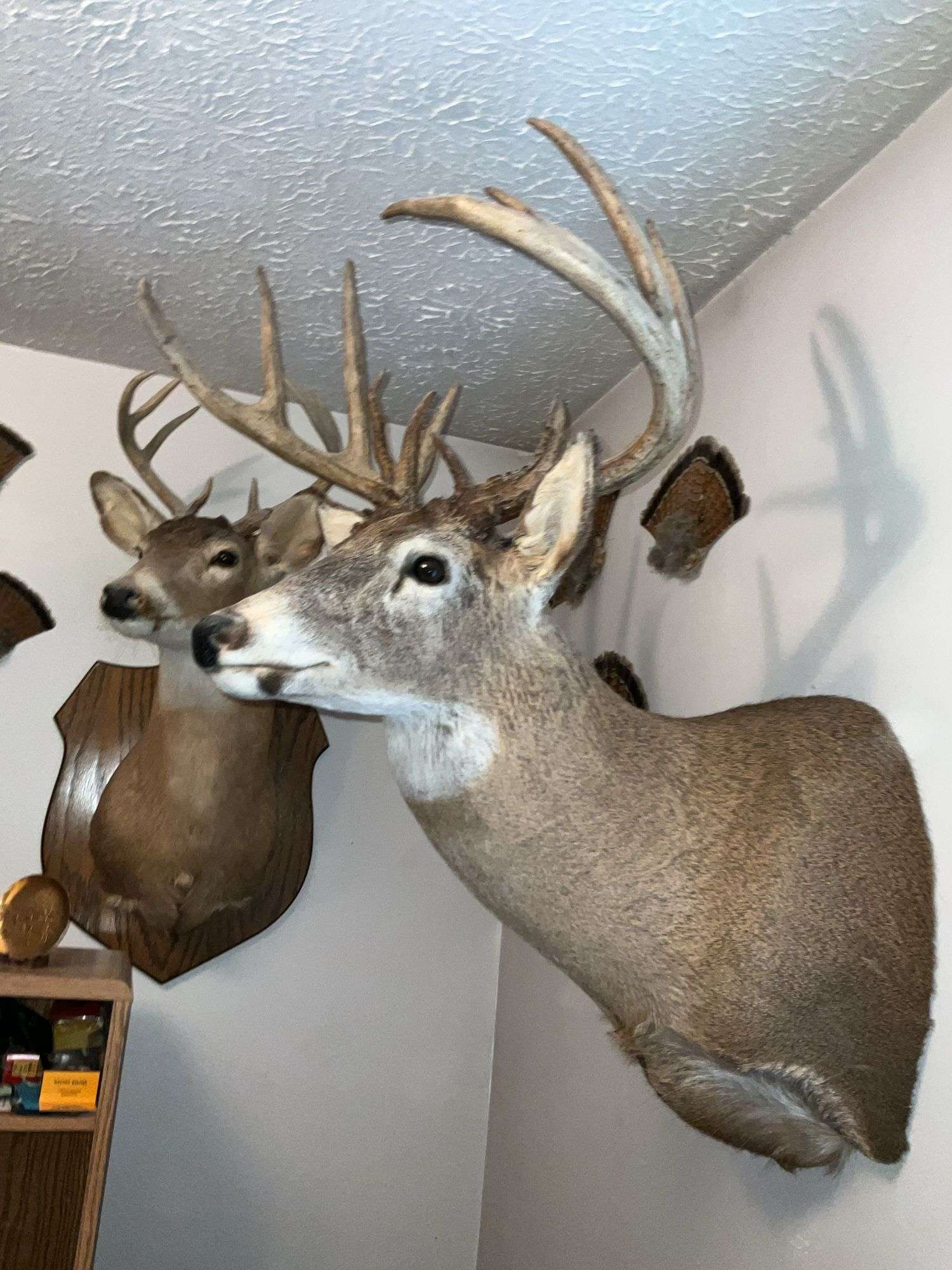Shoulder mount 14 point buck - Kaufman Realty & Auctions