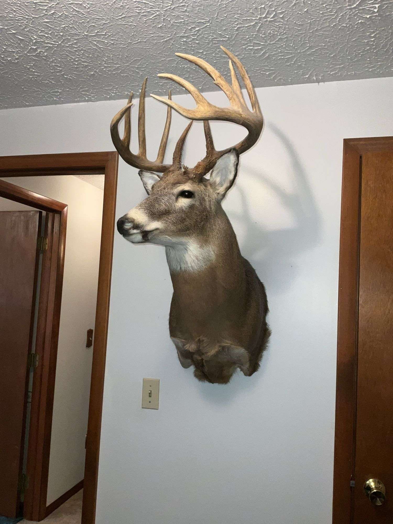 Shoulder mount 12 point buck - Kaufman Realty & Auctions