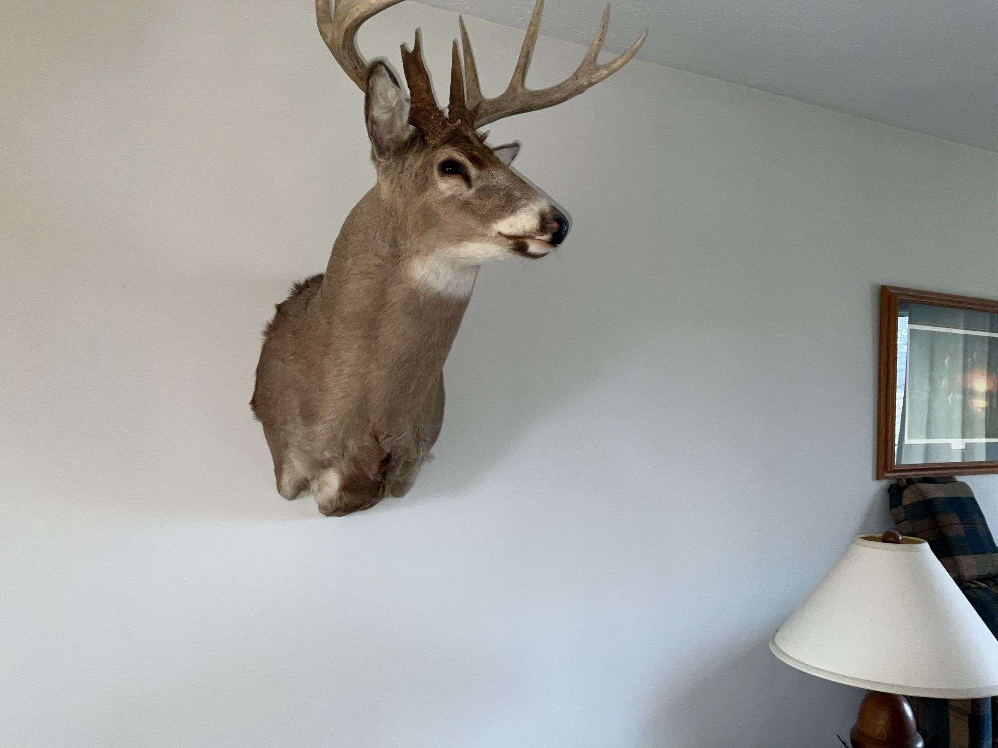 Shoulder mount 10 point buck - Kaufman Realty & Auctions