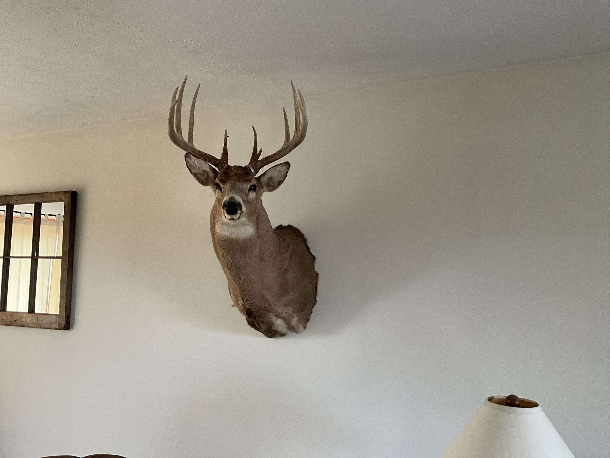 Shoulder mount 10 point buck - Kaufman Realty & Auctions