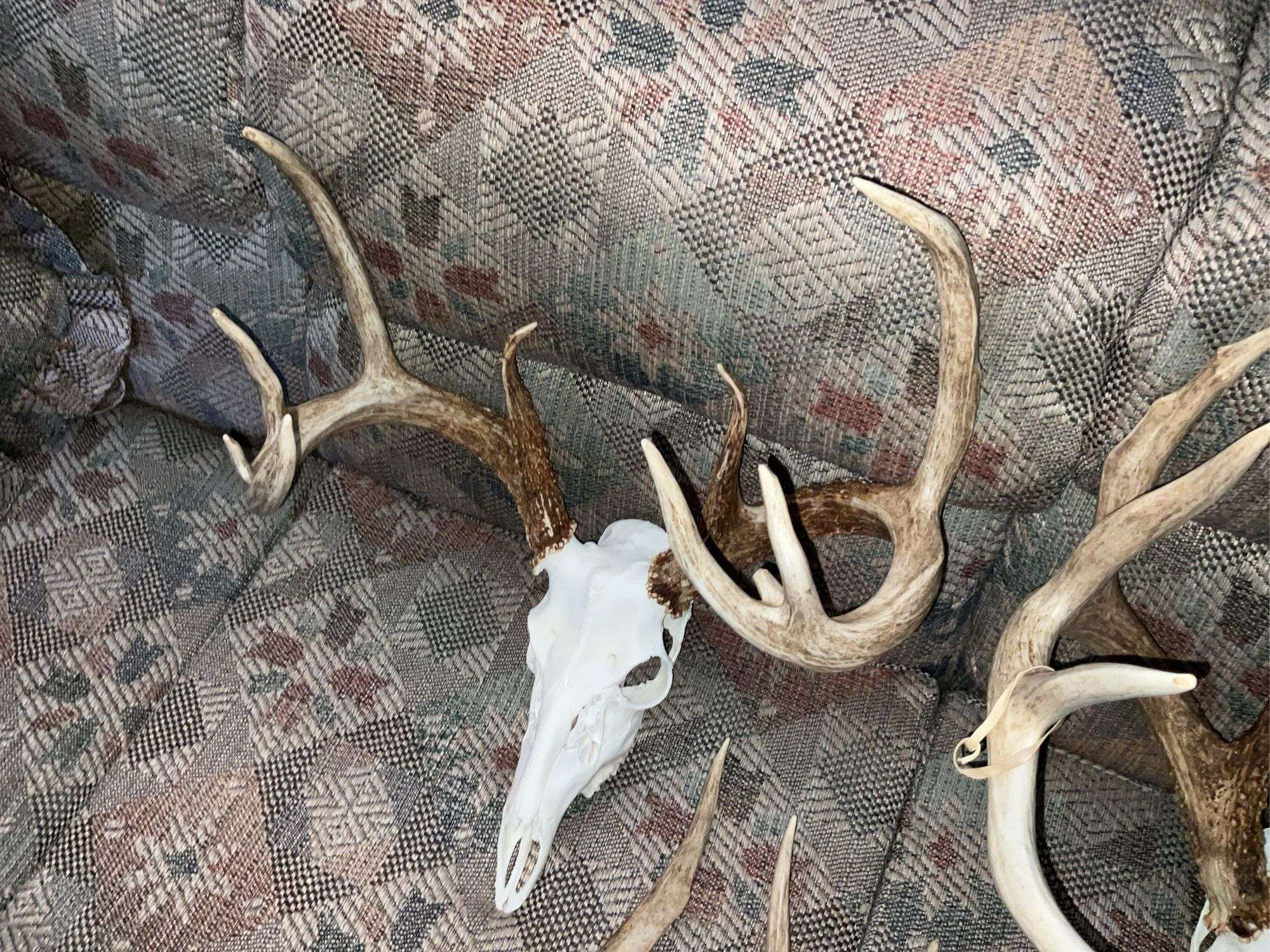 2 European mounts - Kaufman Realty & Auctions