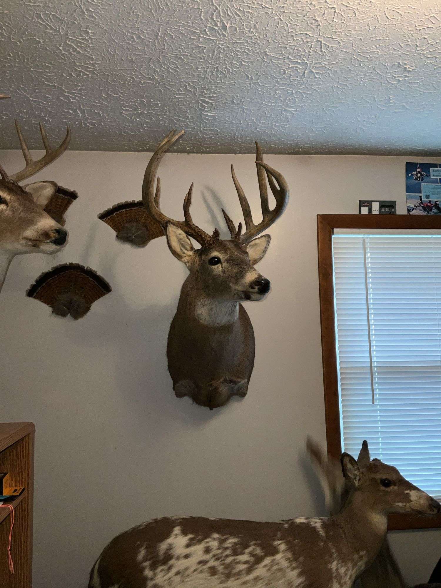 Shoulder mount 14 point buck - Kaufman Realty & Auctions