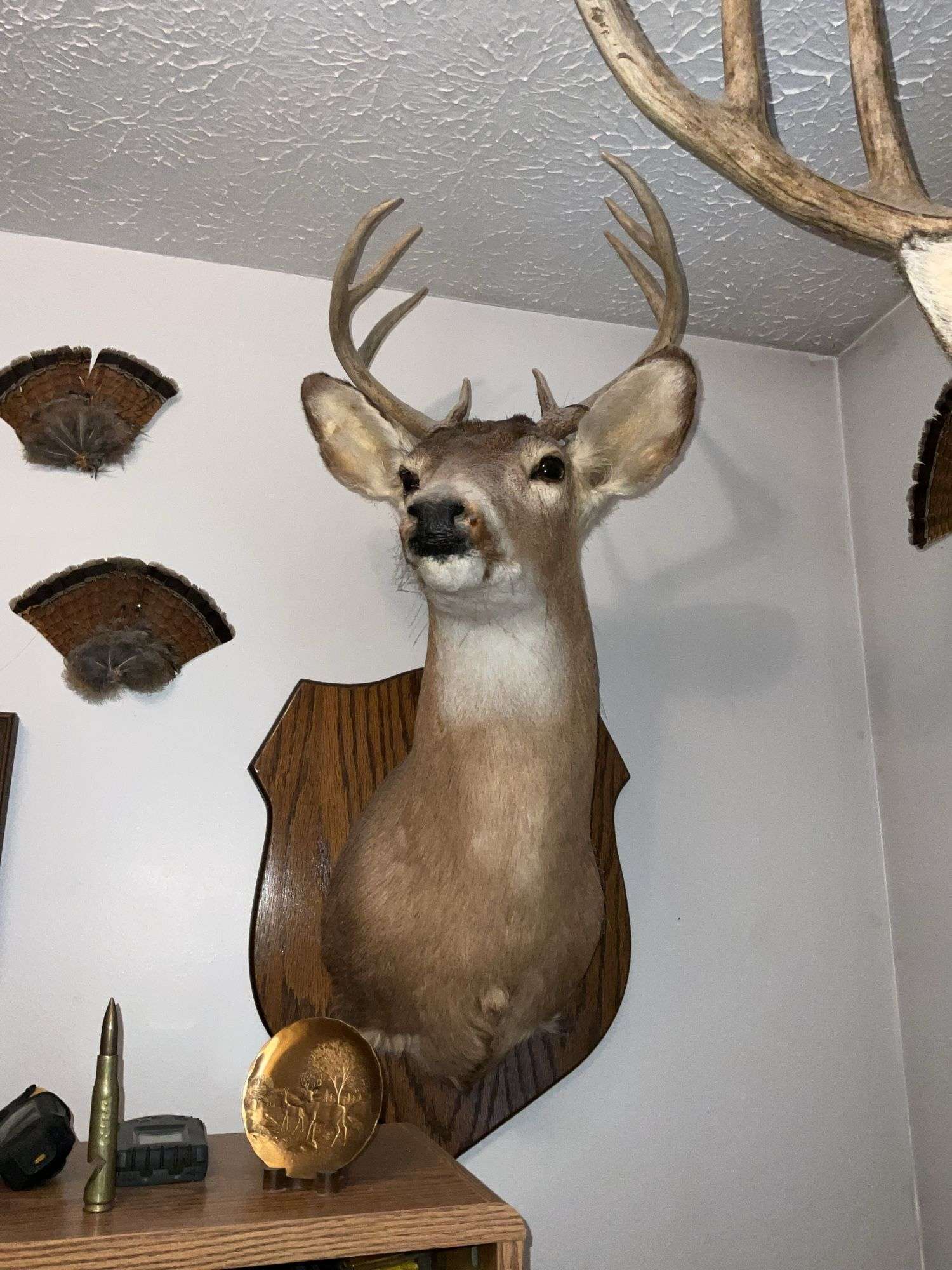 Shoulder mount eight point buck - Kaufman Realty & Auctions