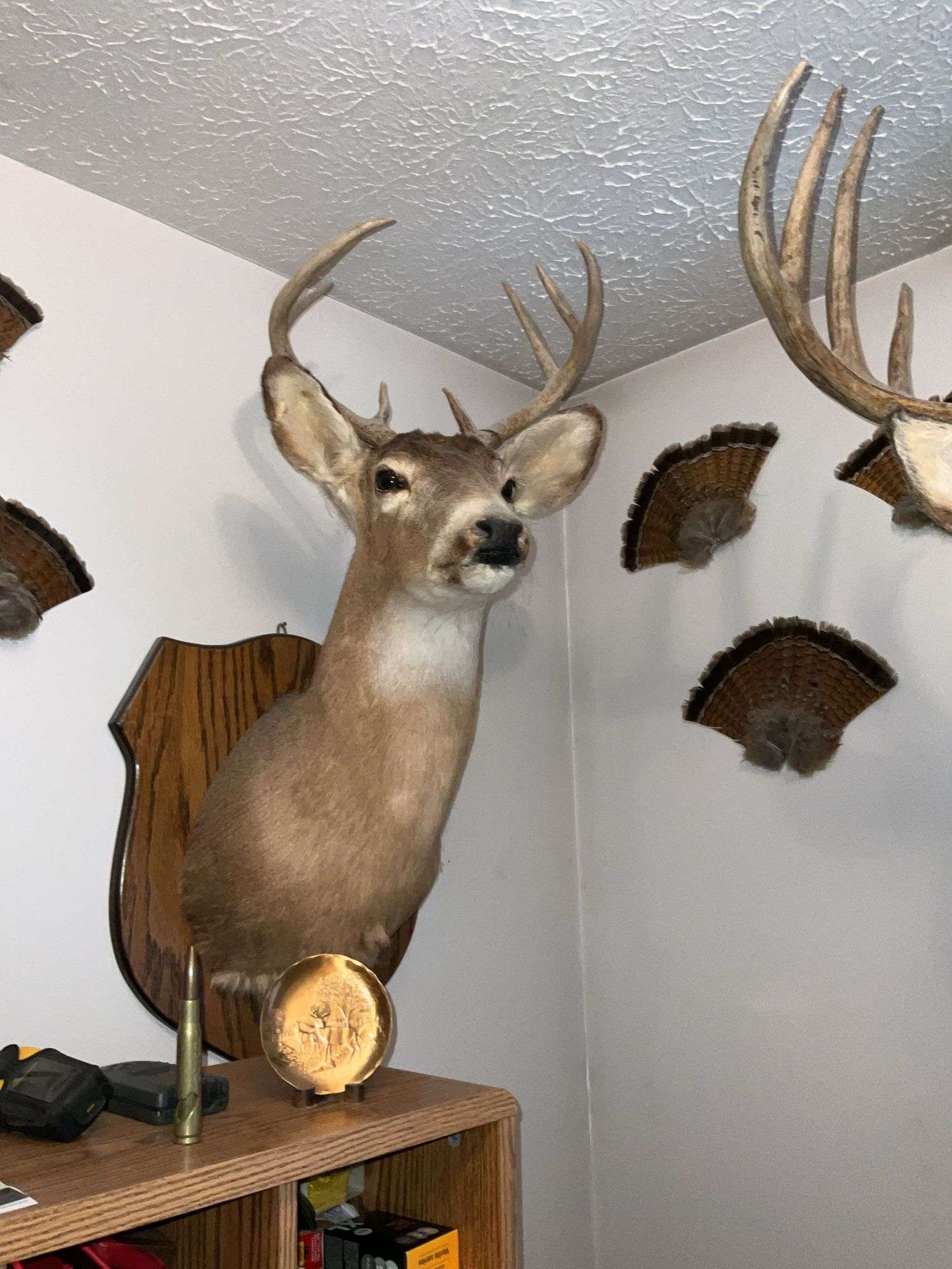 Shoulder mount eight point buck - Kaufman Realty & Auctions
