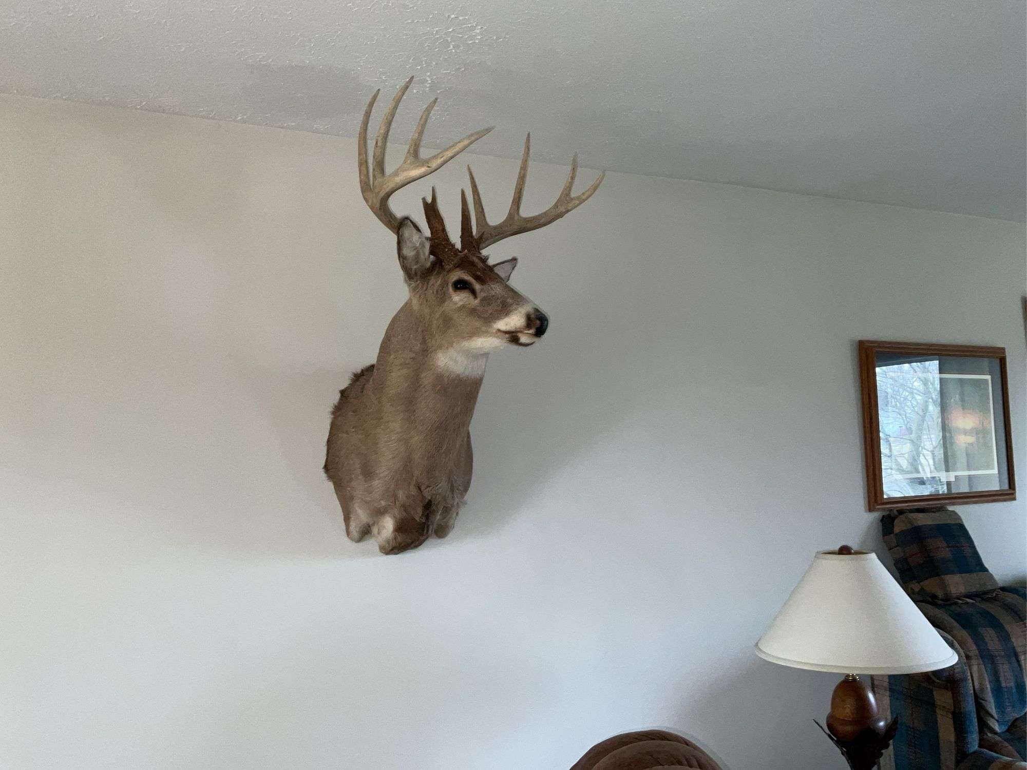 Shoulder mount 10 point buck - Kaufman Realty & Auctions