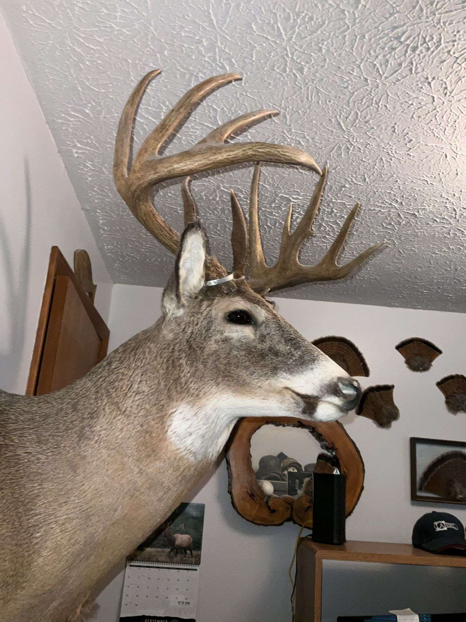 Shoulder mount 12 point buck - Kaufman Realty & Auctions
