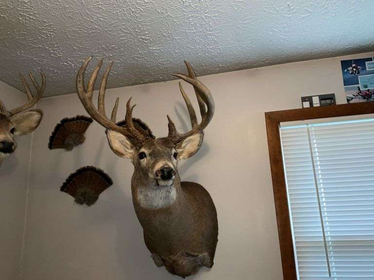 Shoulder mount 14 point buck - Kaufman Realty & Auctions