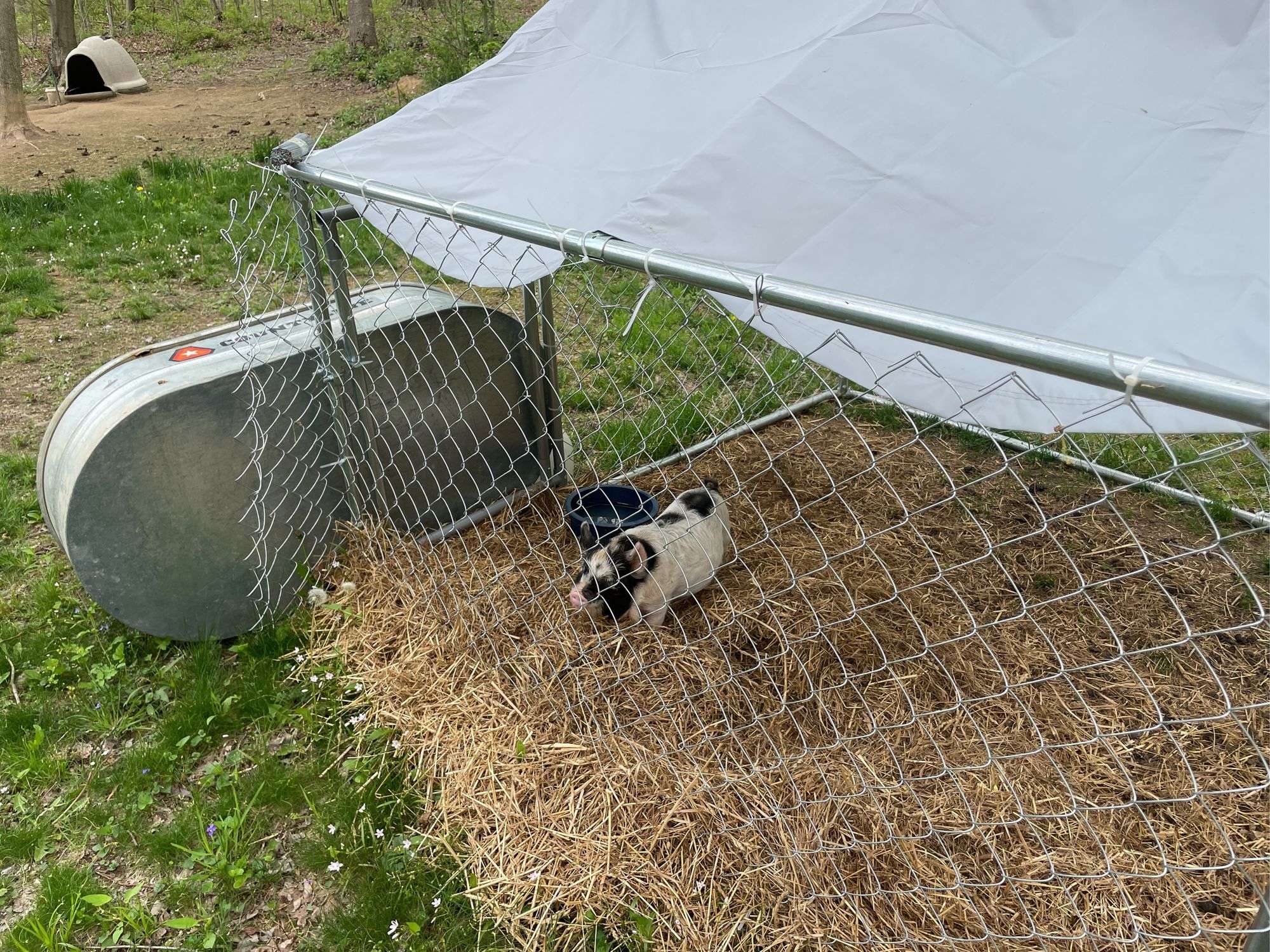 Metal dog kennel w/ tarp roof - 78x78x42 w/ county line galvanized ...
