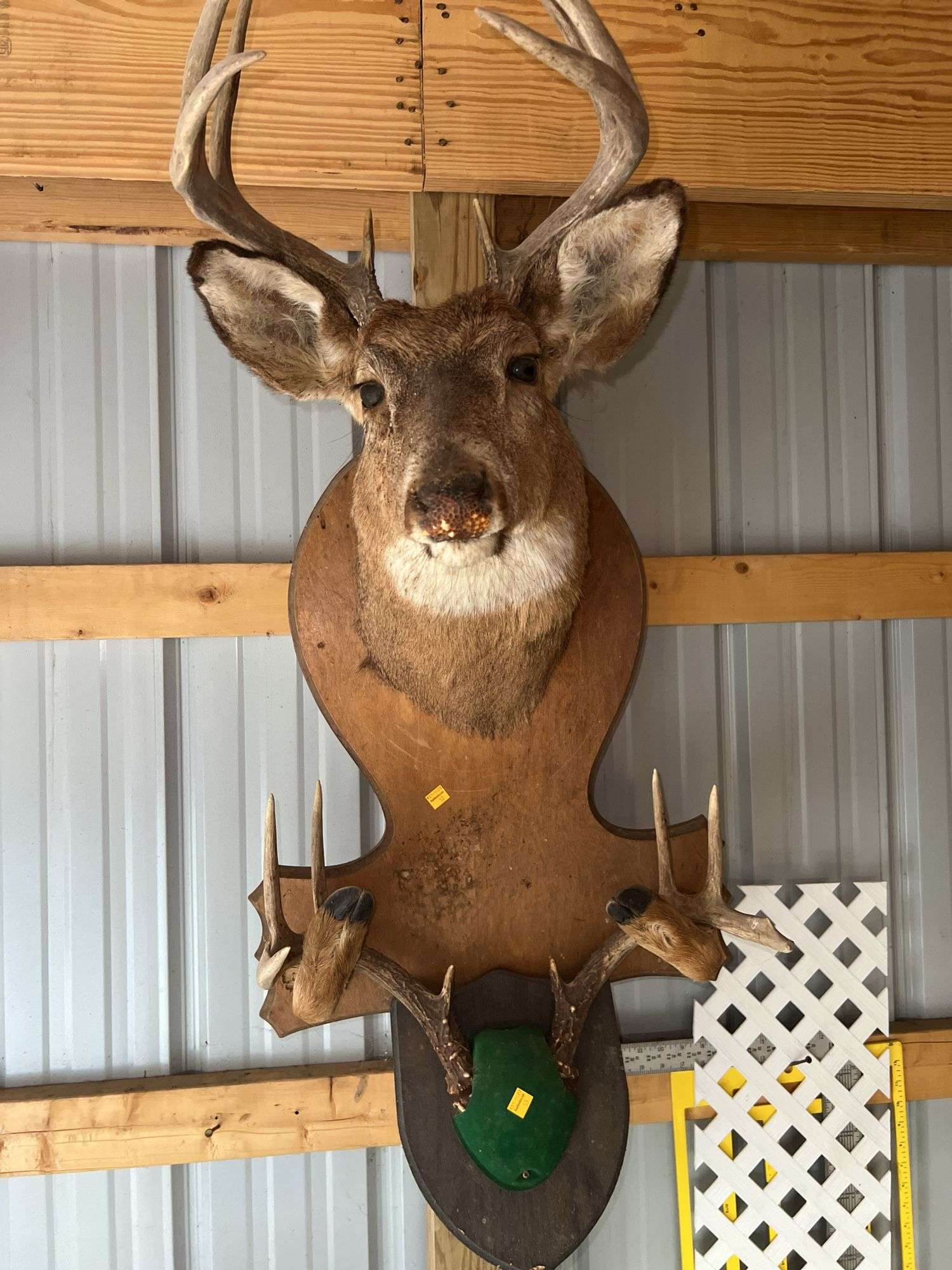8 Point Buck Mount, 8 Point Antler Mount - Kaufman Realty & Auctions