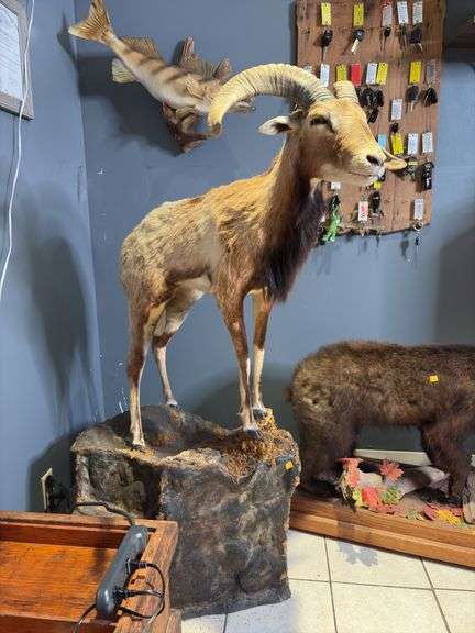 Ram Sheep Full Body Taxidermy - Kaufman Realty & Auctions